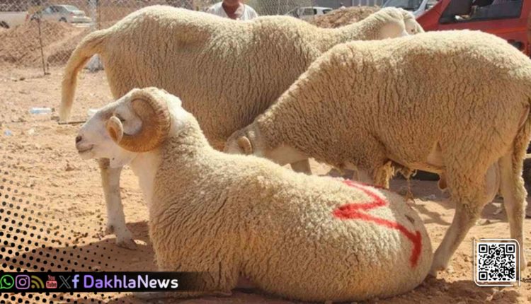 الرئيسية
